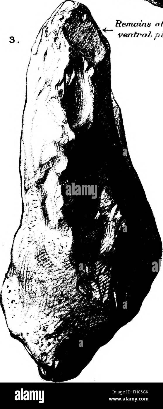 The Transition from Rostro-Carinate Flint Implements to the Tongue ...