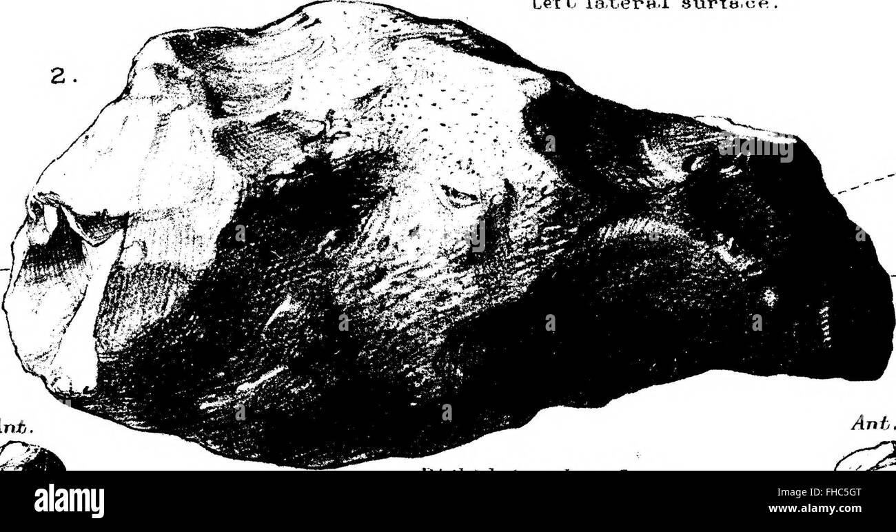 A 1920 study exploring the evolution of prehistoric tools, specifically ...