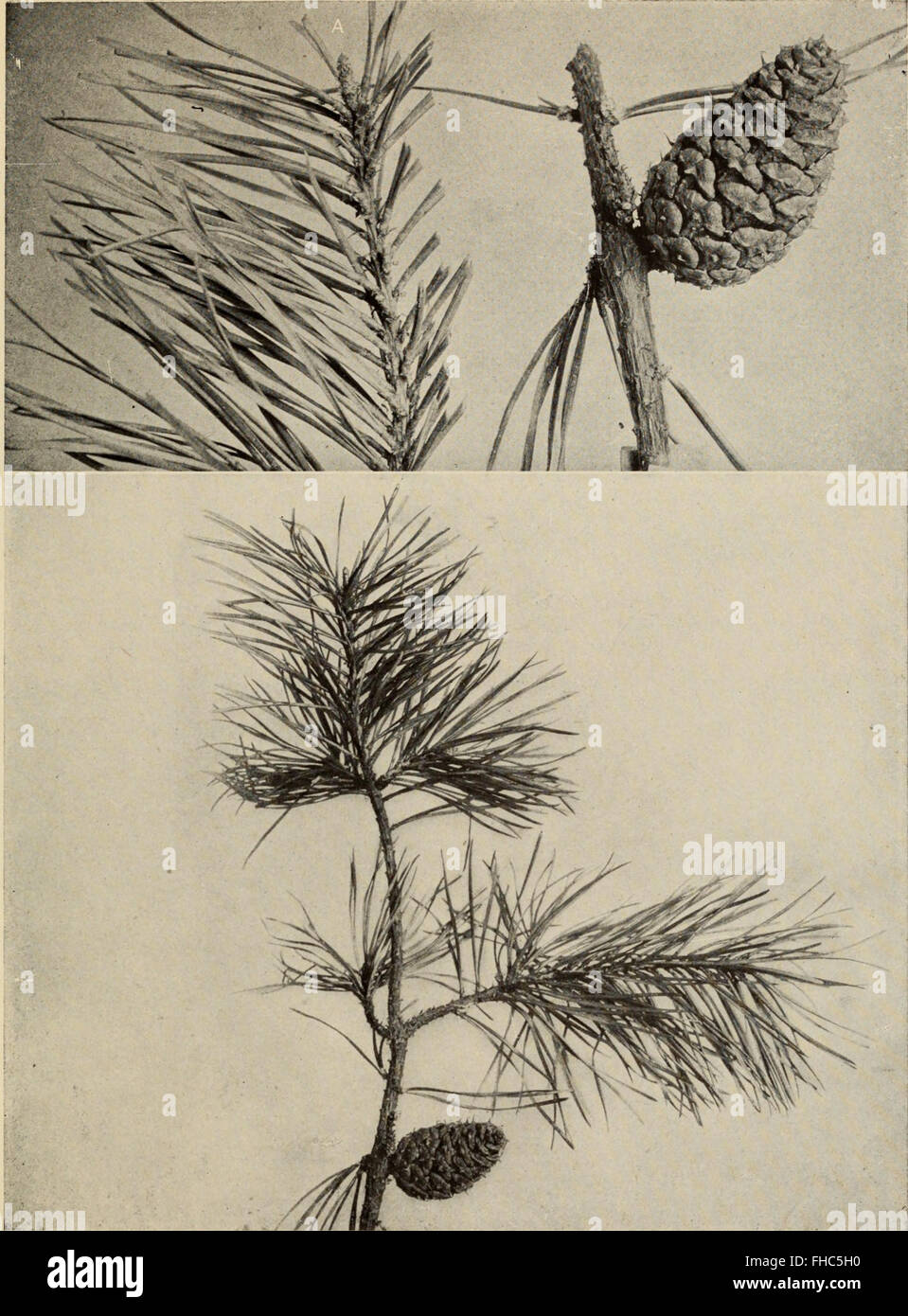 A comprehensive guide to North American trees, including their ...