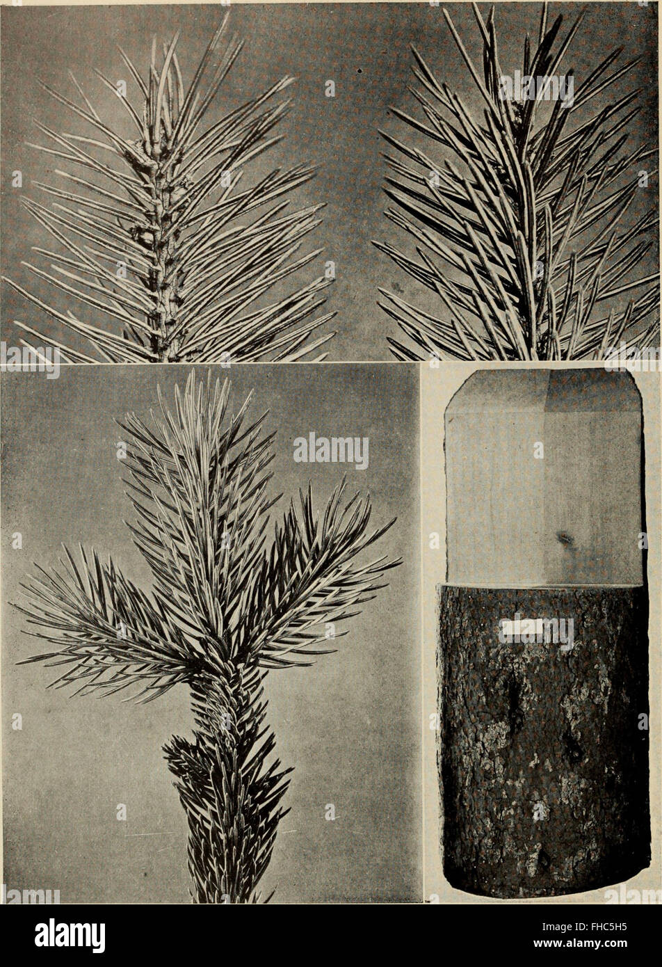 A popular 1920 guide to identifying and understanding North American ...