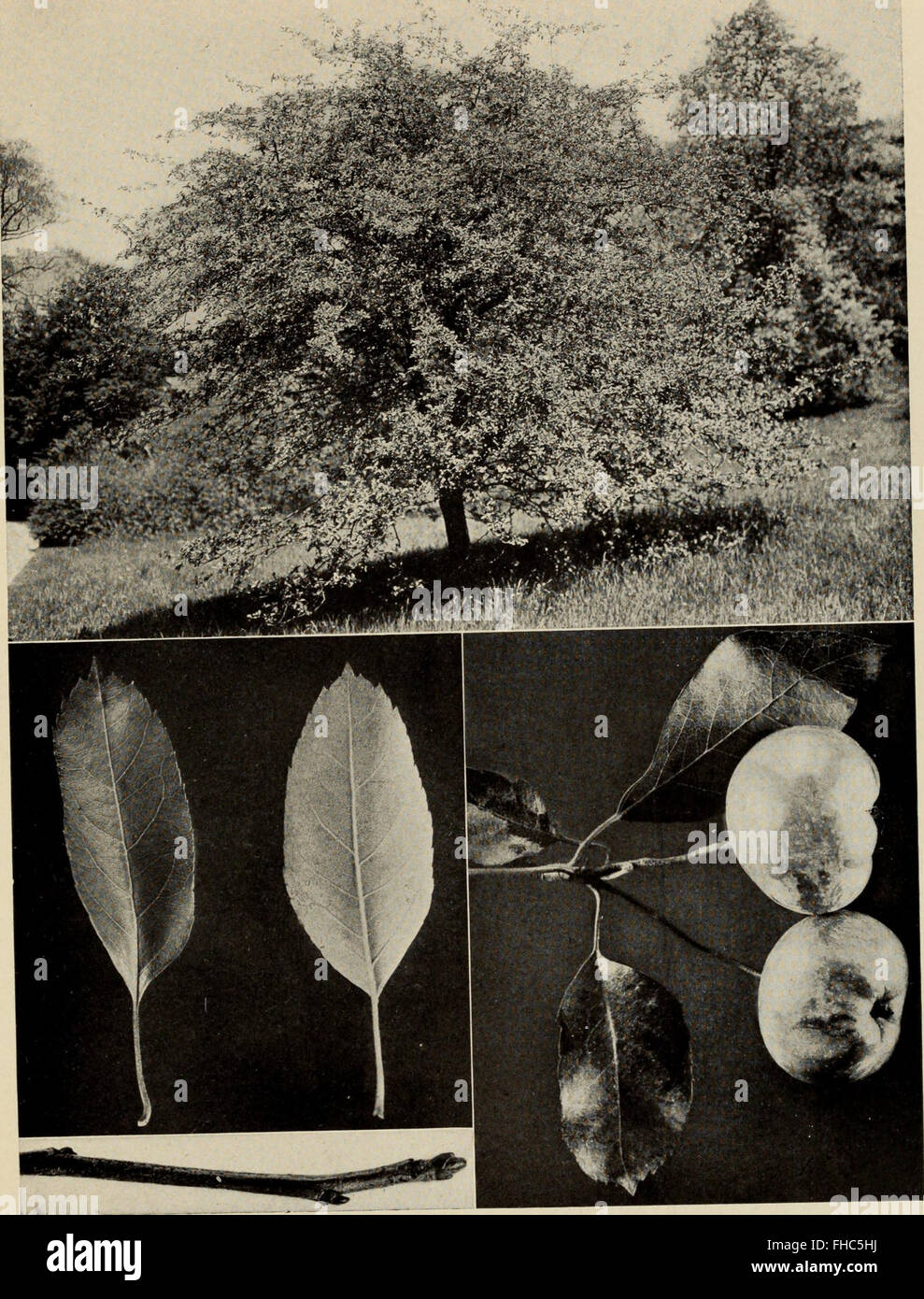 A 1920 guide to the trees of North America, focusing on identification ...