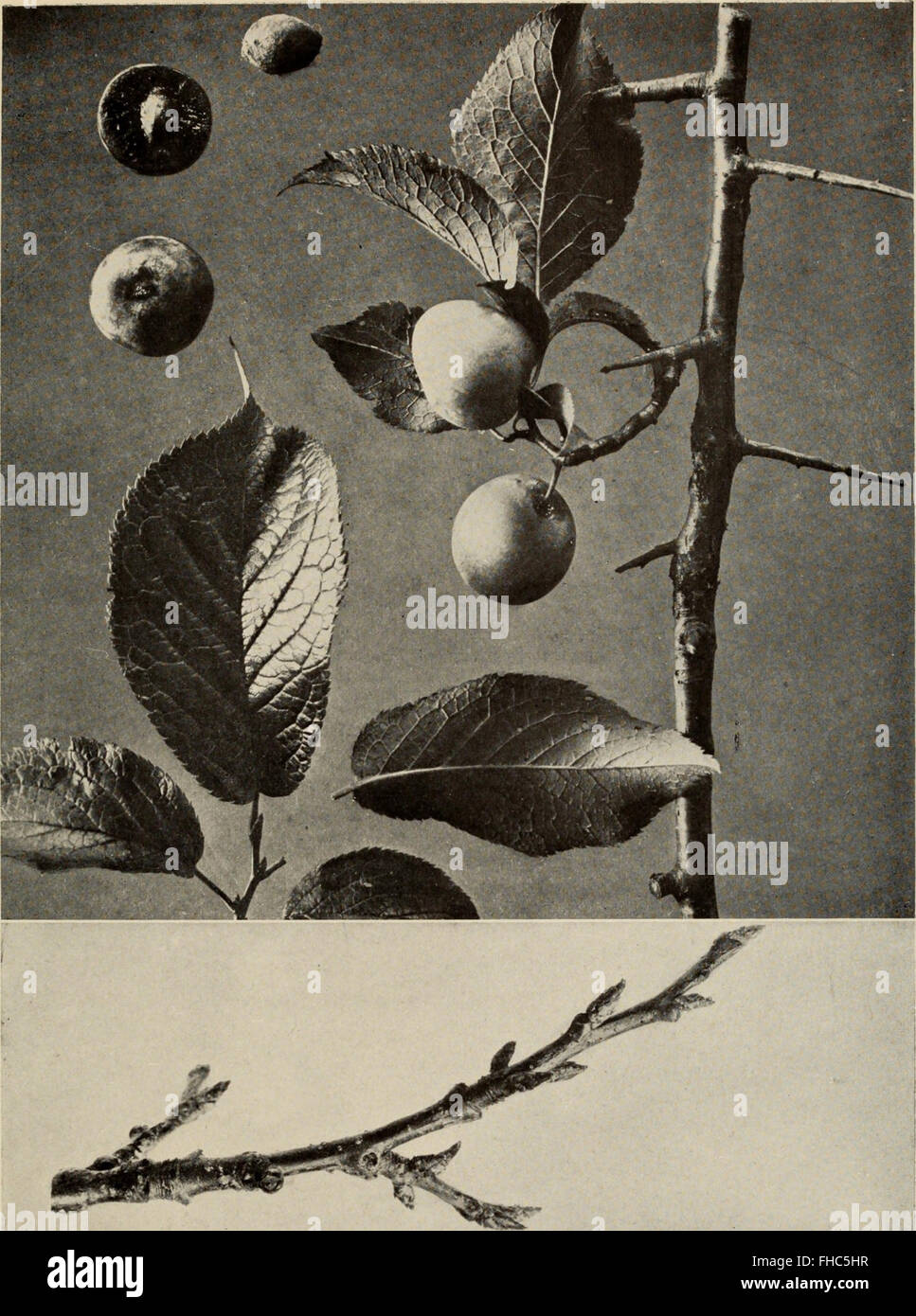 A comprehensive 1920 guide to North American trees, providing ...