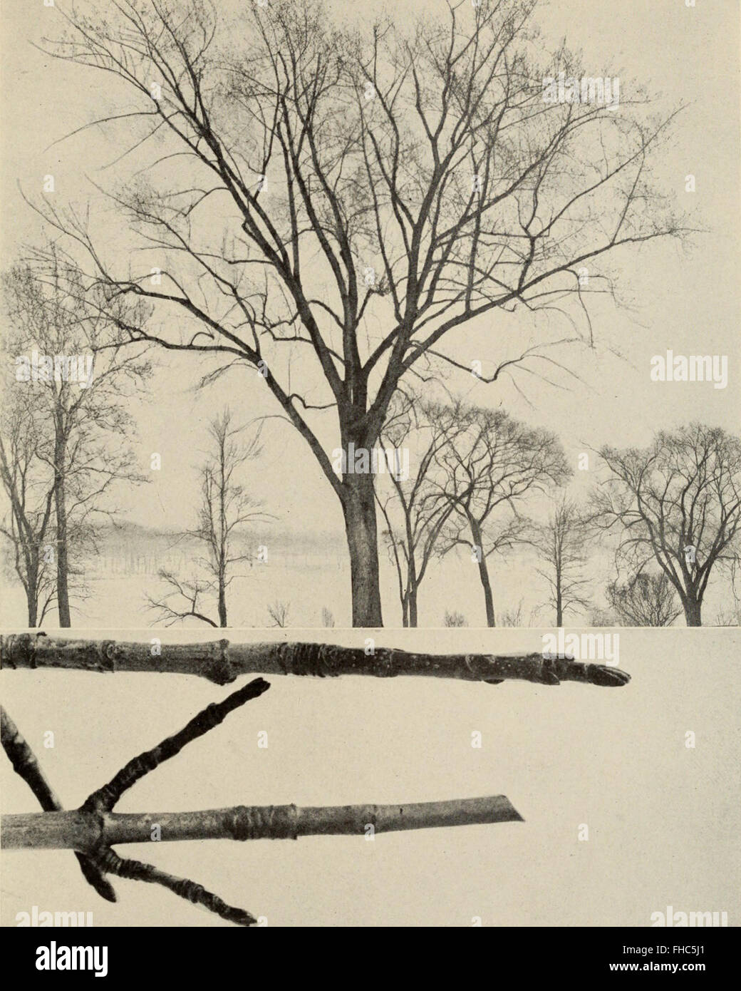 A 1920 guide to understanding the trees of North America, covering ...