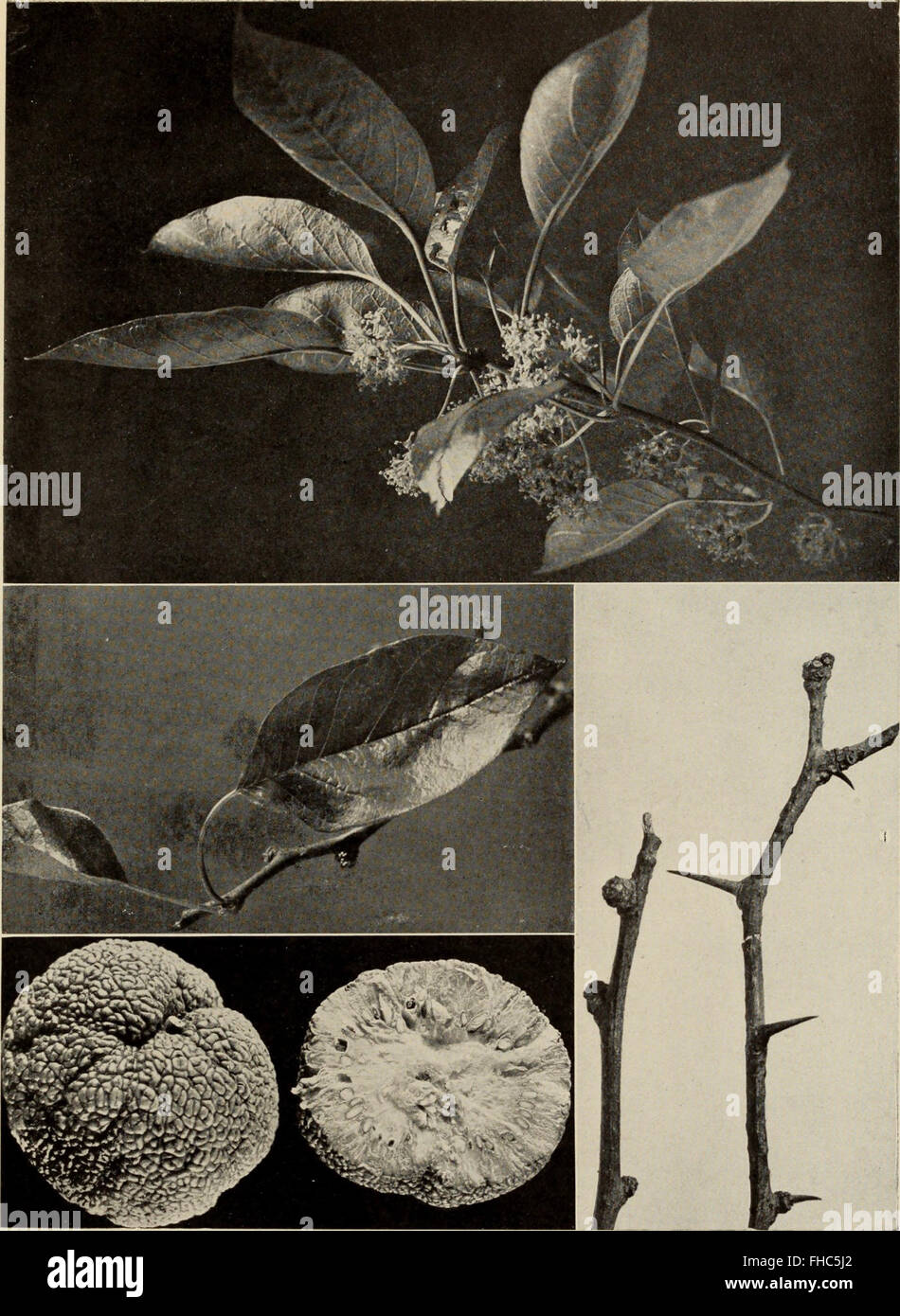A 1920 popular guide to North American trees, detailing their ...