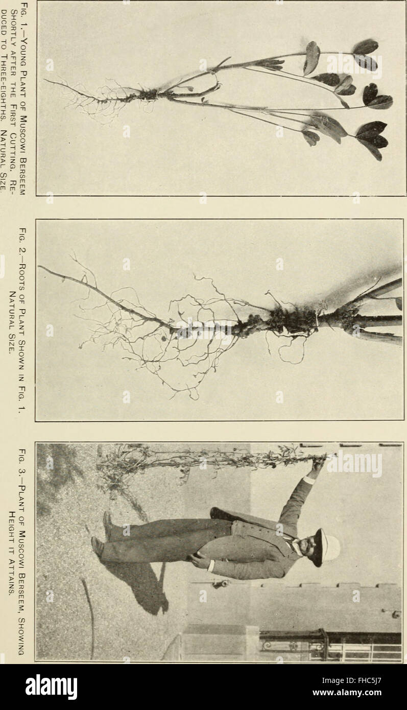 Berseem - the great forage and soiling crop of the Nile Valley (1902 ...
