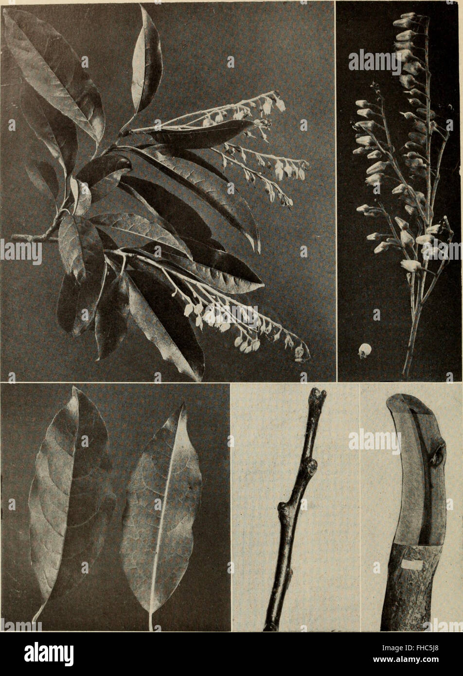A comprehensive 1920 guide to North American trees, their ...