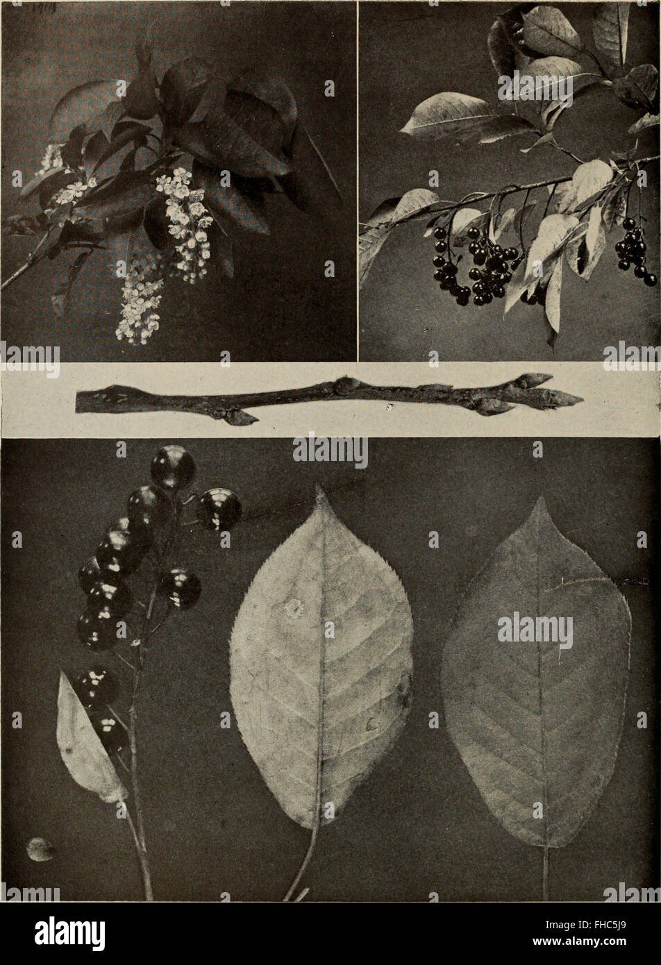 A 1920 guide to North American trees, focusing on their identification ...
