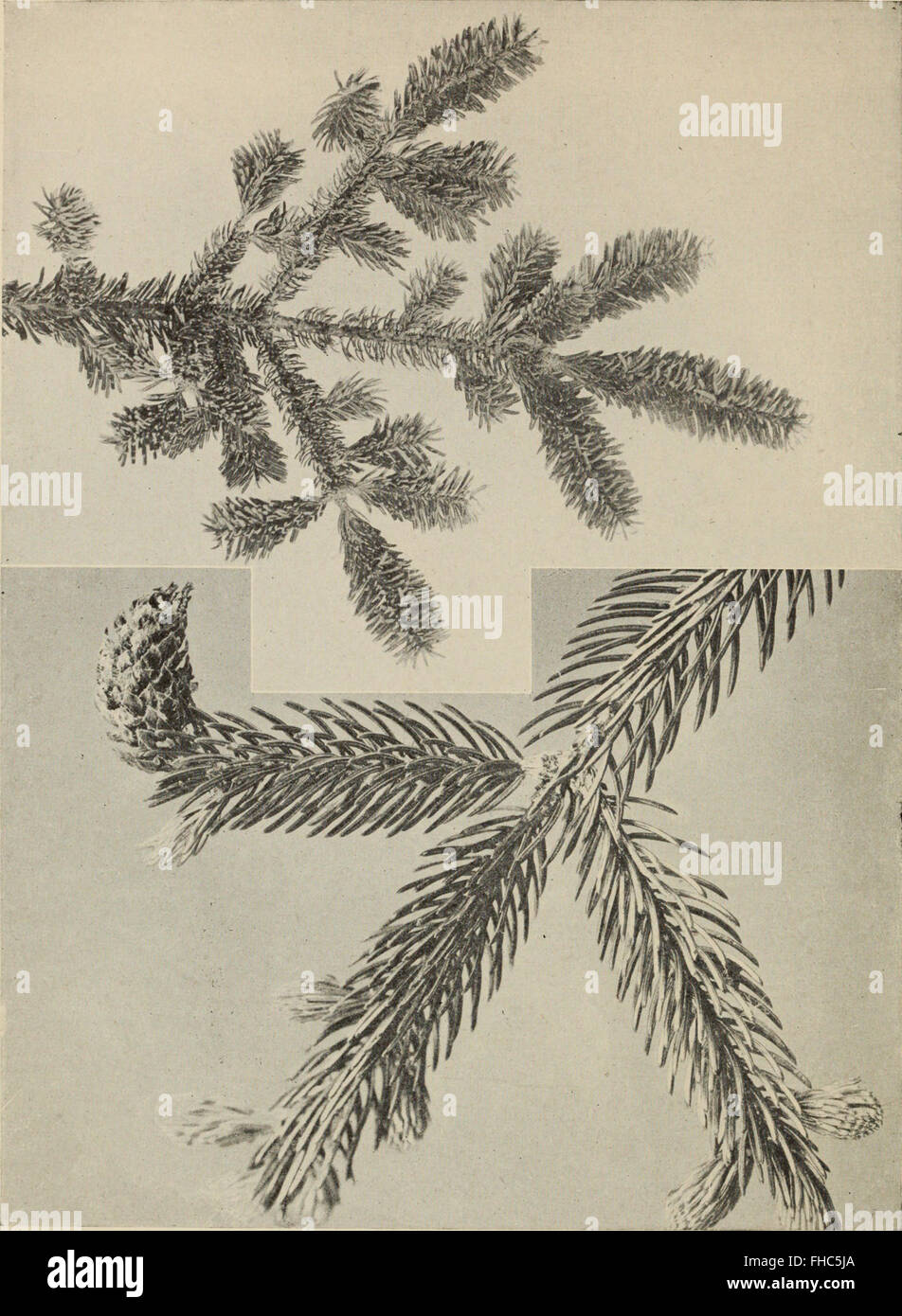 A 1920 popular guide to North American trees, their identification ...