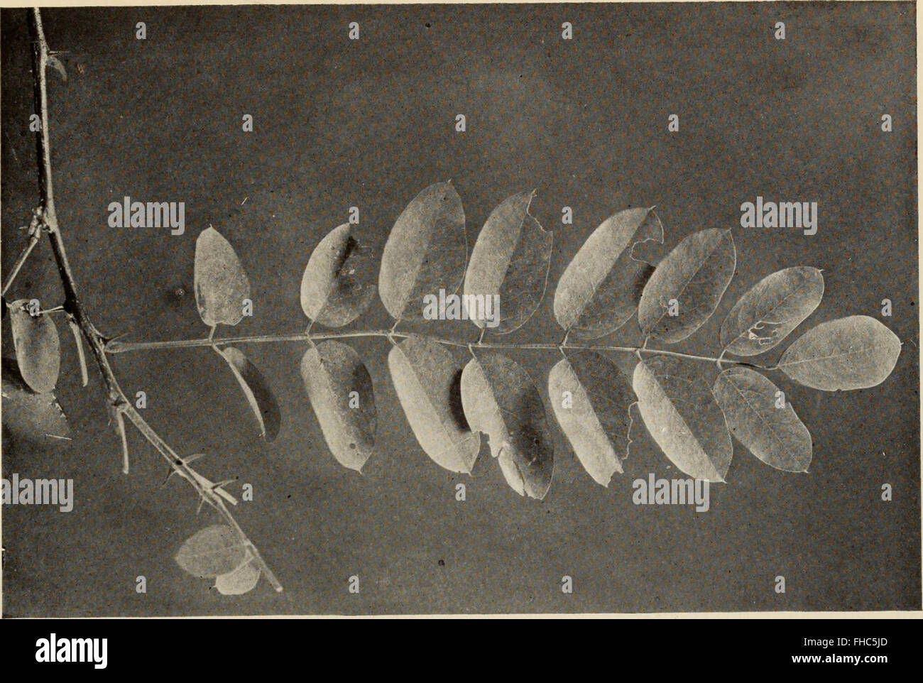 The Tree Book, a 1920 popular guide providing knowledge about North ...