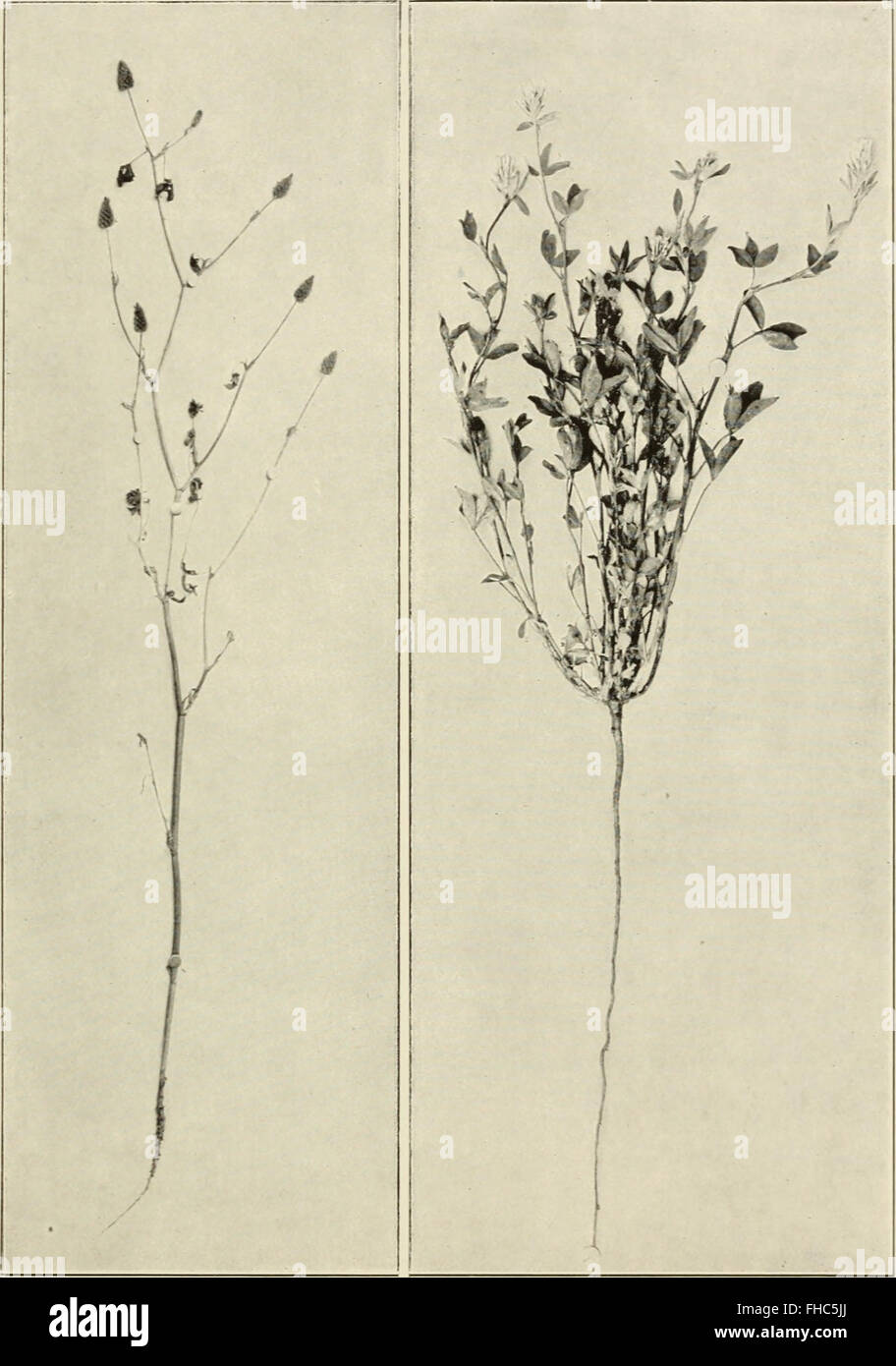 A 1902 agricultural study focused on Berseem, a vital forage and ...
