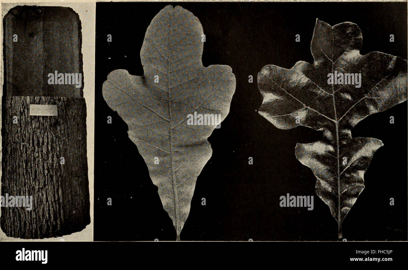 A 1920 guide to North American trees, offering practical advice on tree ...
