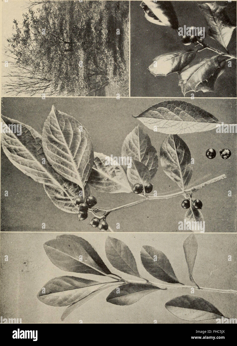 A comprehensive guide to the trees of North America, detailing their ...