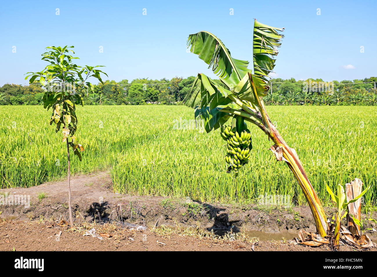 Myanmar Rice Field Stock Photos & Myanmar Rice Field Stock Images - Alamy