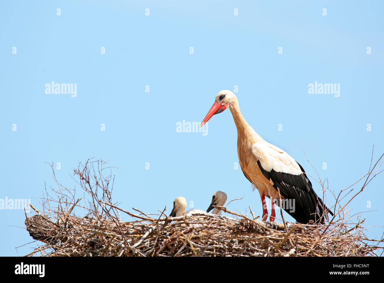 Baby bird young bird hi-res stock photography and images - Alamy