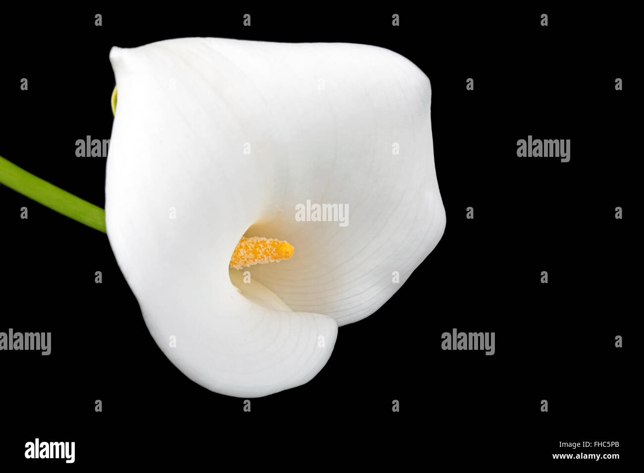 White calla black background hi-res stock photography and images - Alamy