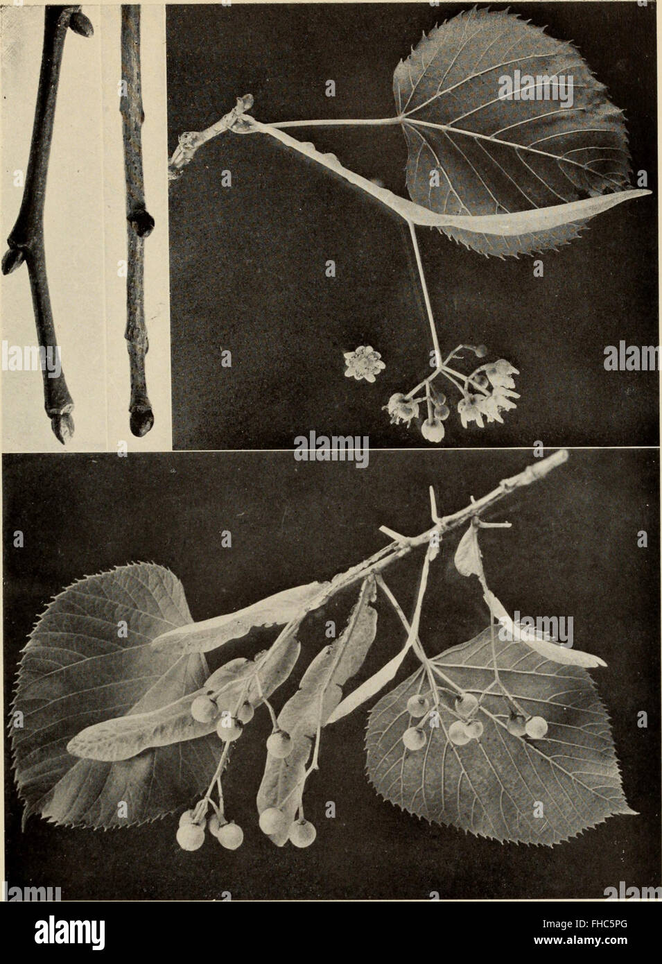 This 1920 guide provides a comprehensive overview of North American ...