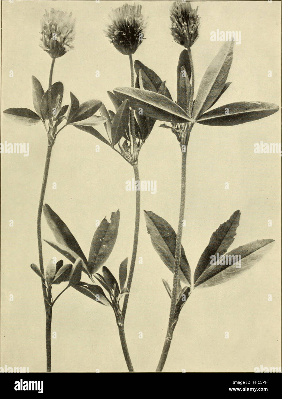 Berseem great soiling crop nile hi-res stock photography and images - Alamy