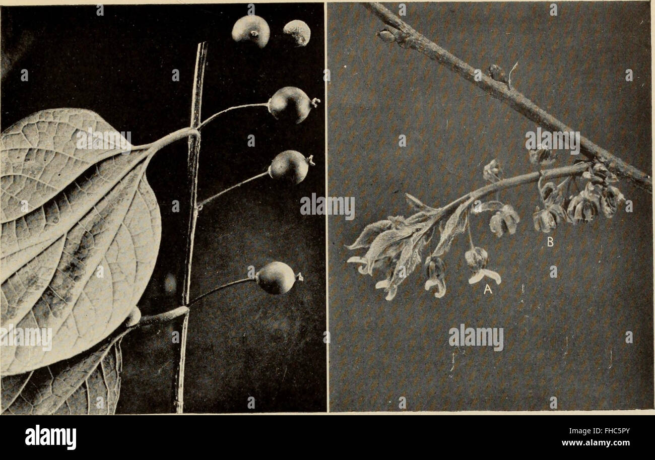 The Tree Book - A Popular Guide to a Knowledge of the Trees of North ...