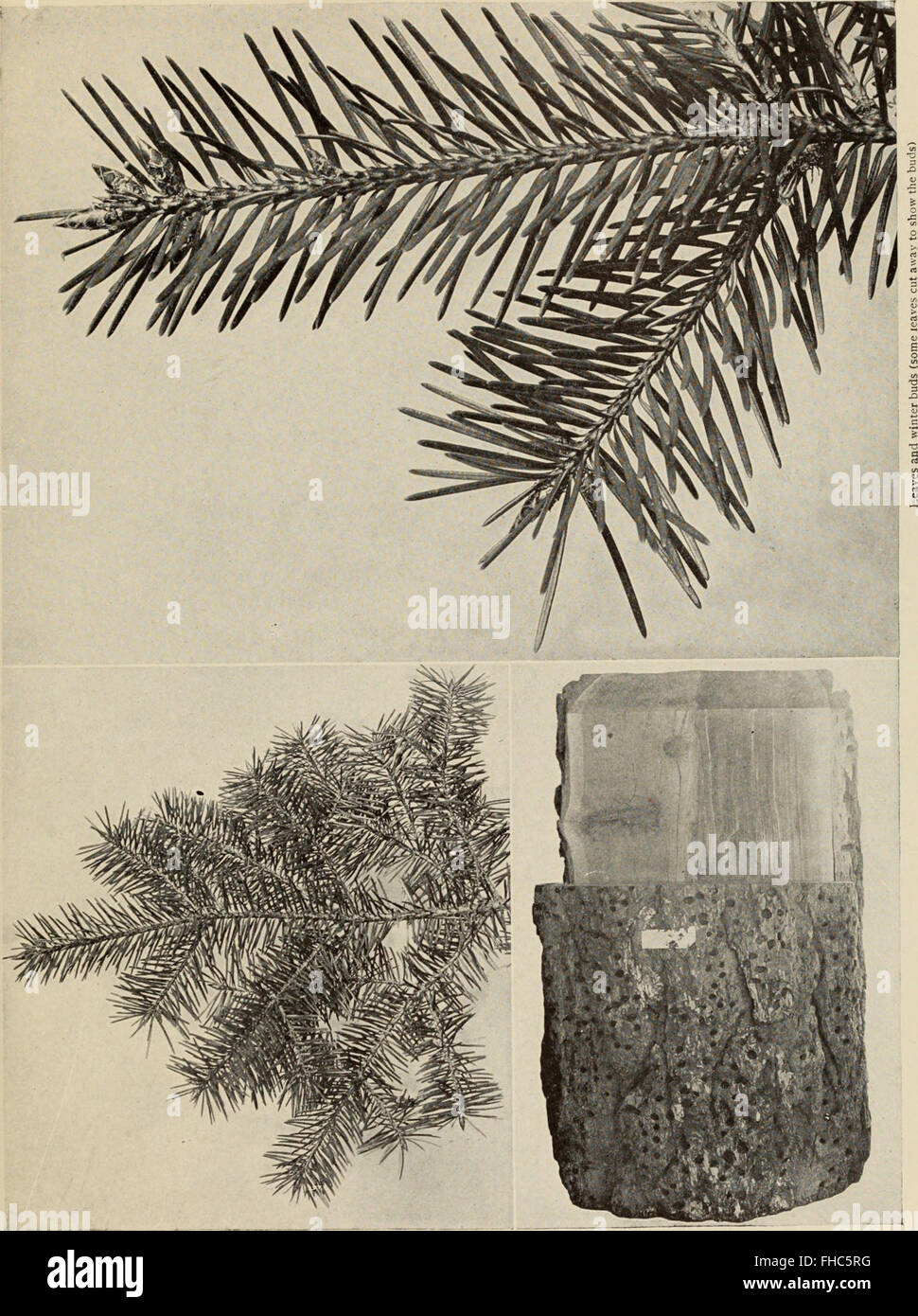 A 1920 guide to North American trees, offering information on tree ...