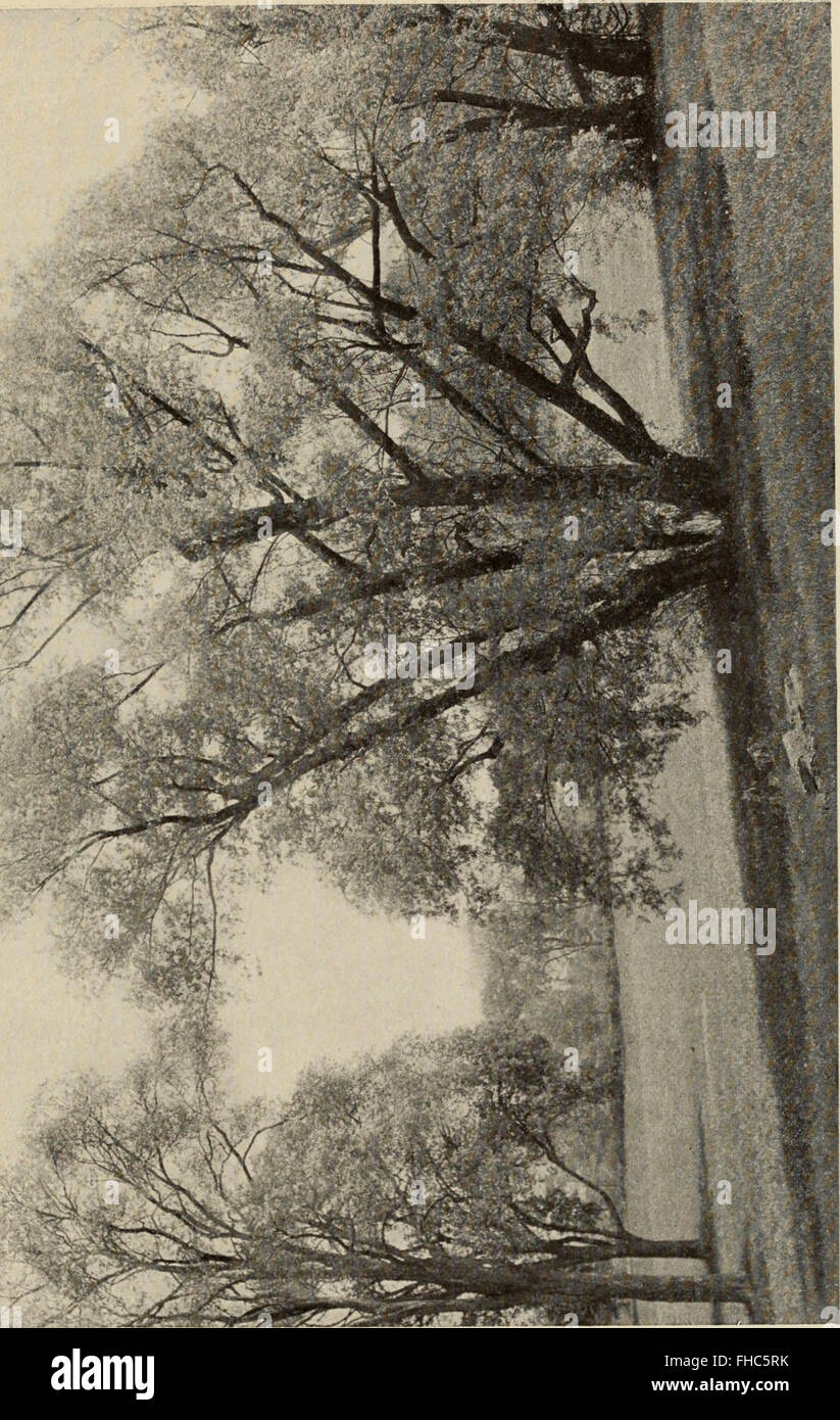 A comprehensive guide to the trees of North America, detailing their ...