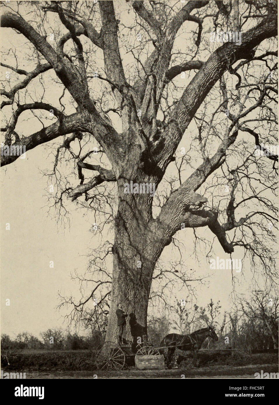 The Tree Book - A popular guide to a knowledge of the trees of North ...