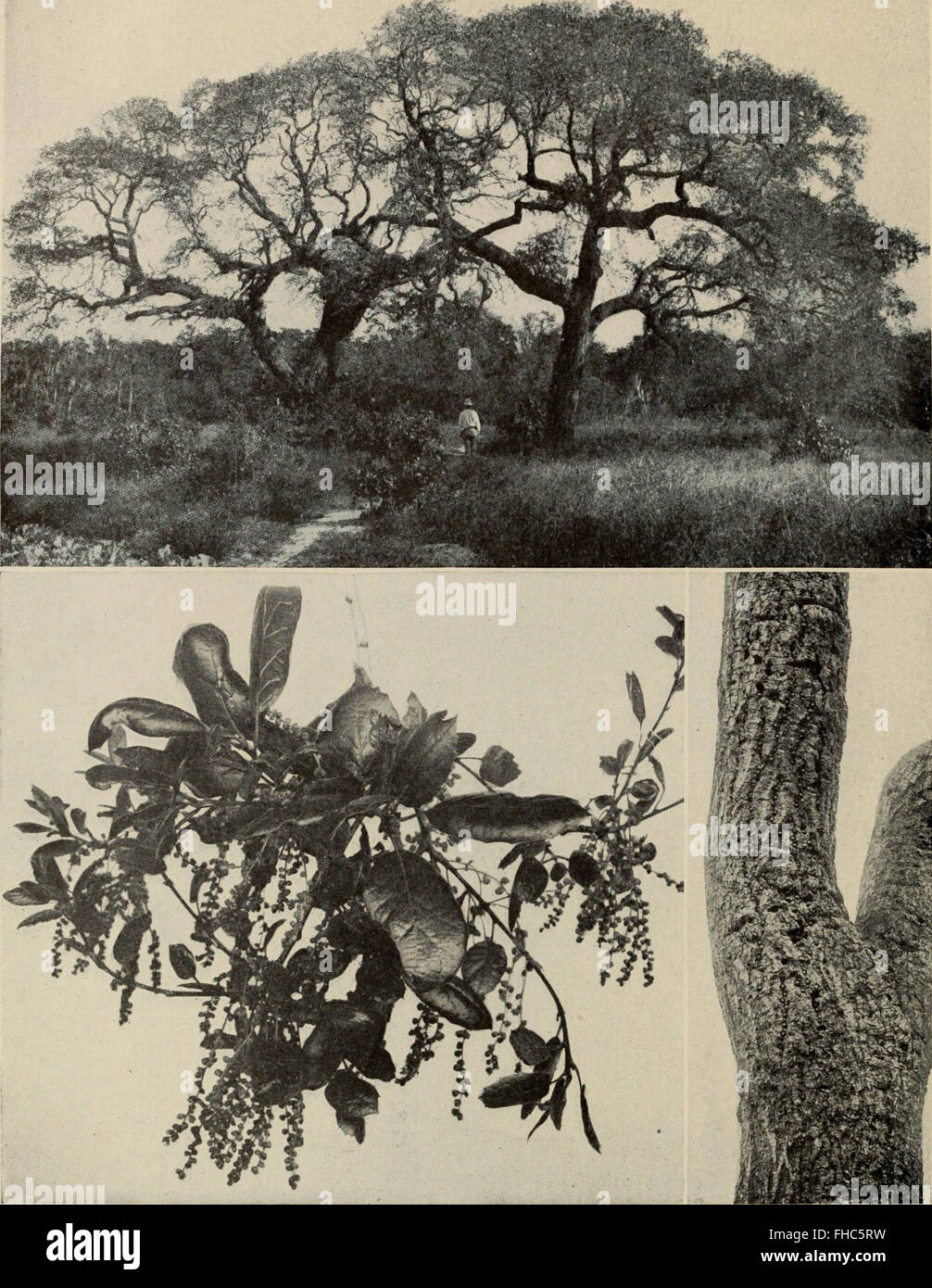 The Tree Book, a 1920 guide detailing the identification, uses, and ...