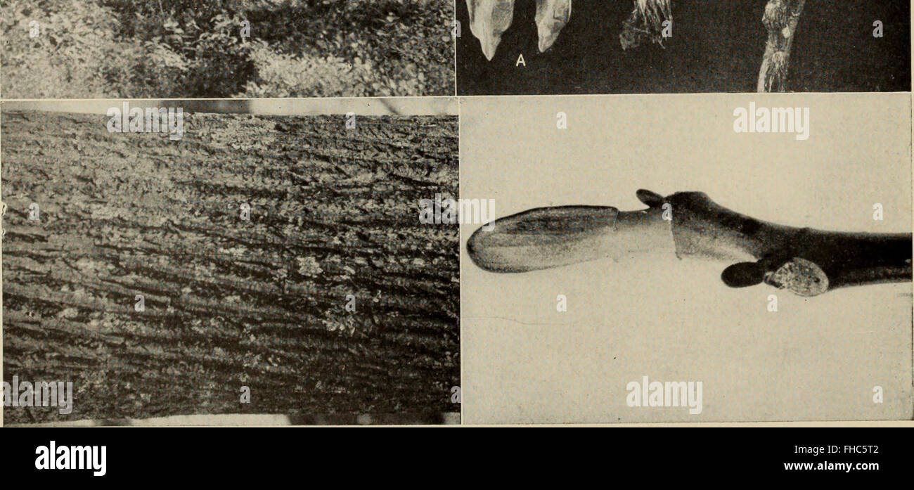 The tree book (1920), a guide to the identification, uses, and ...