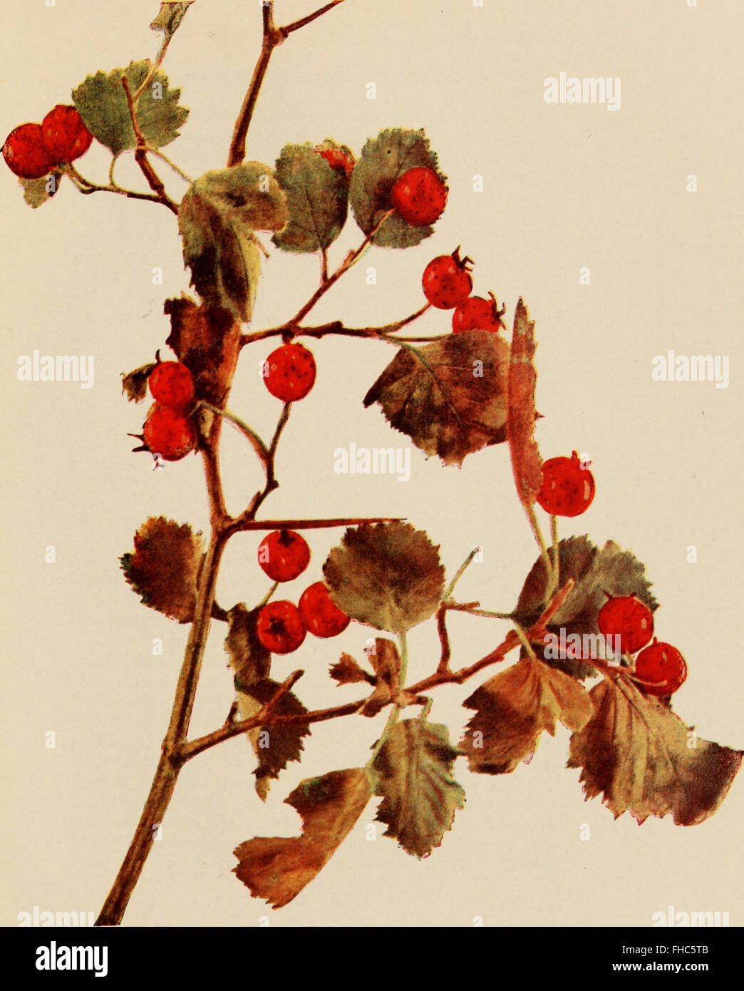 Educational focus on species identification hi-res stock photography ...