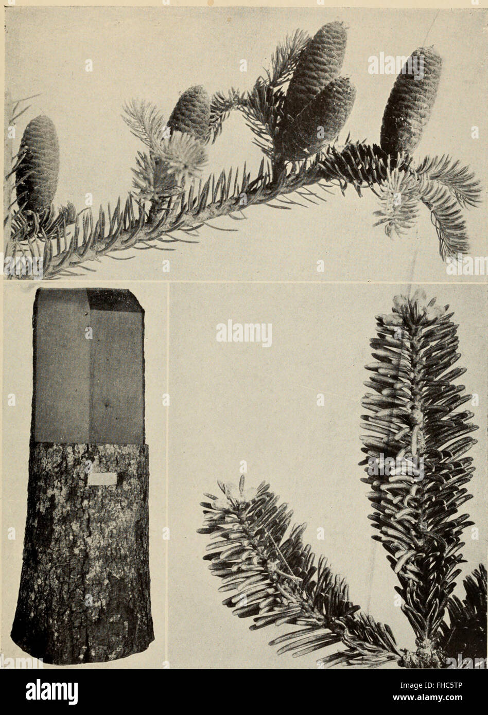 A 1920 guide to understanding the trees of North America, their uses ...
