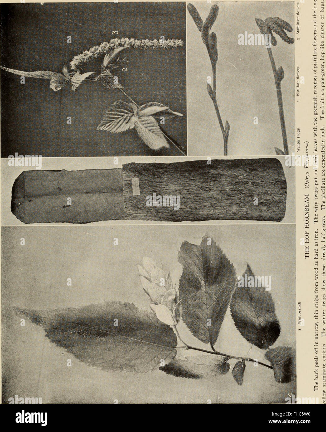 The Tree Book, a 1920 guide to understanding North American trees ...