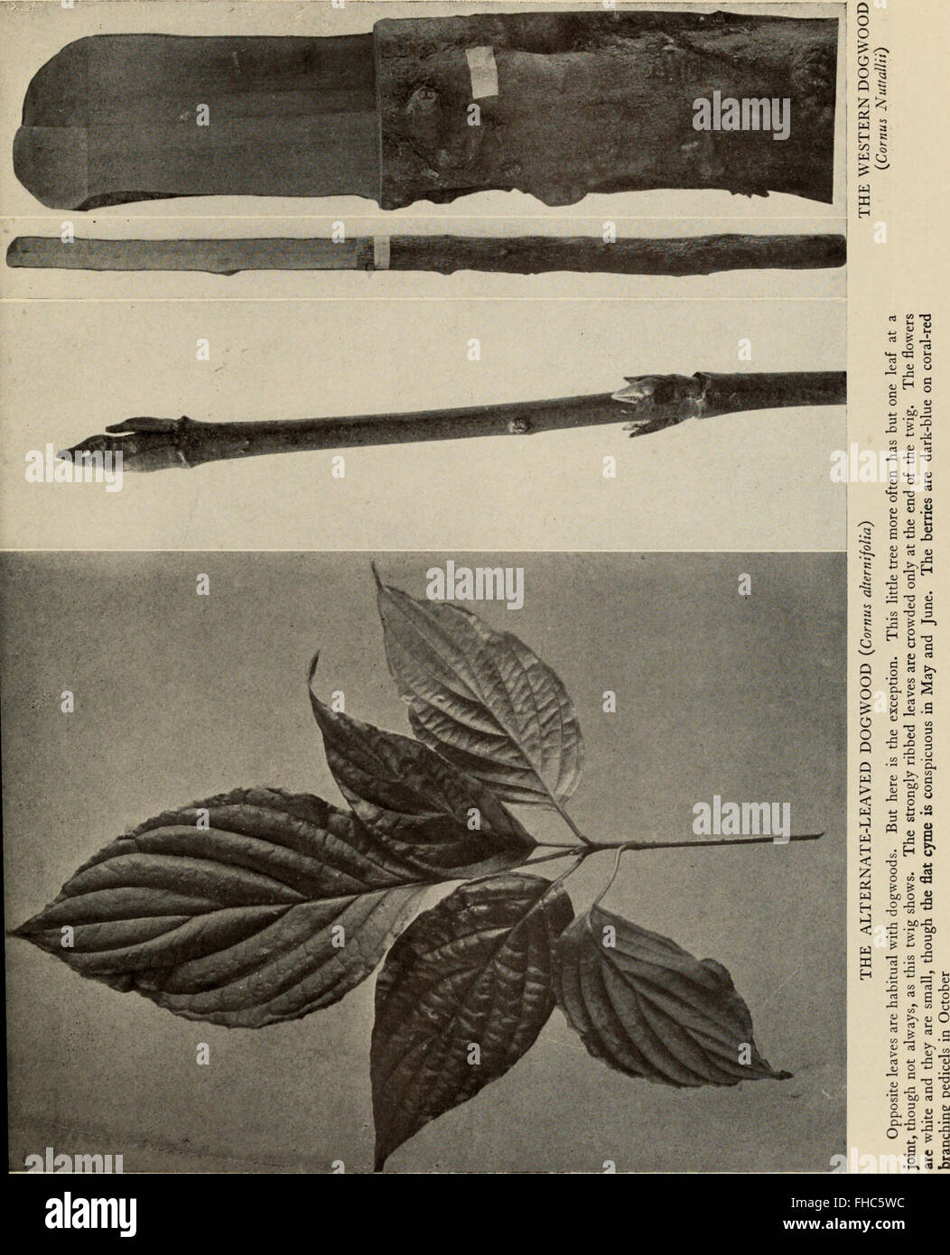 ‘The Tree Book - A Popular Guide to a Knowledge of the Trees of North ...