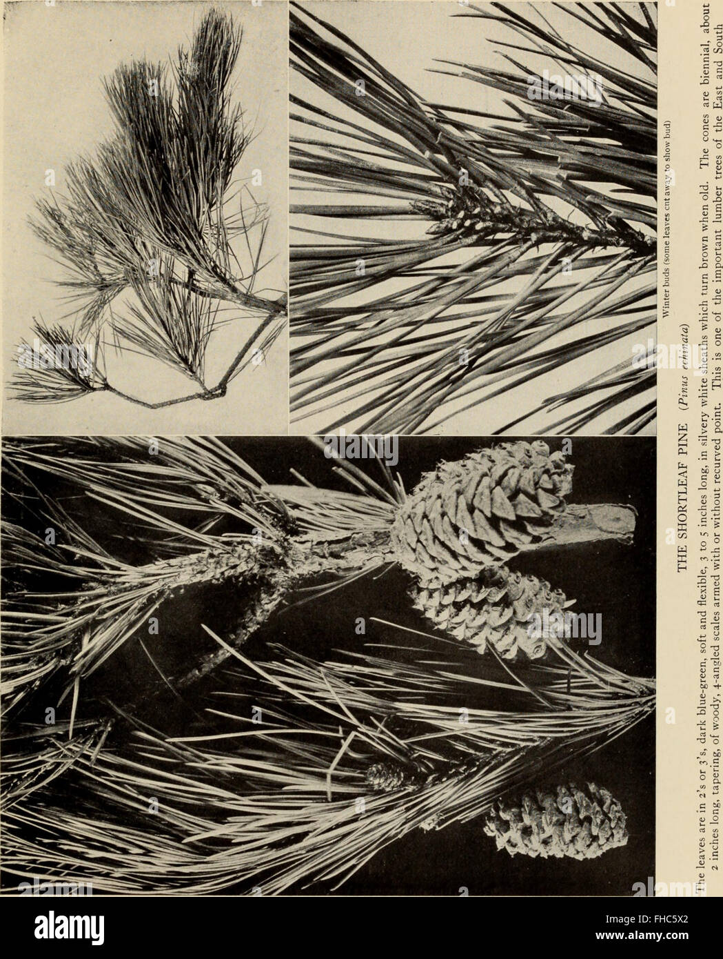 The tree book - A popular guide to a knowledge of the trees of North ...