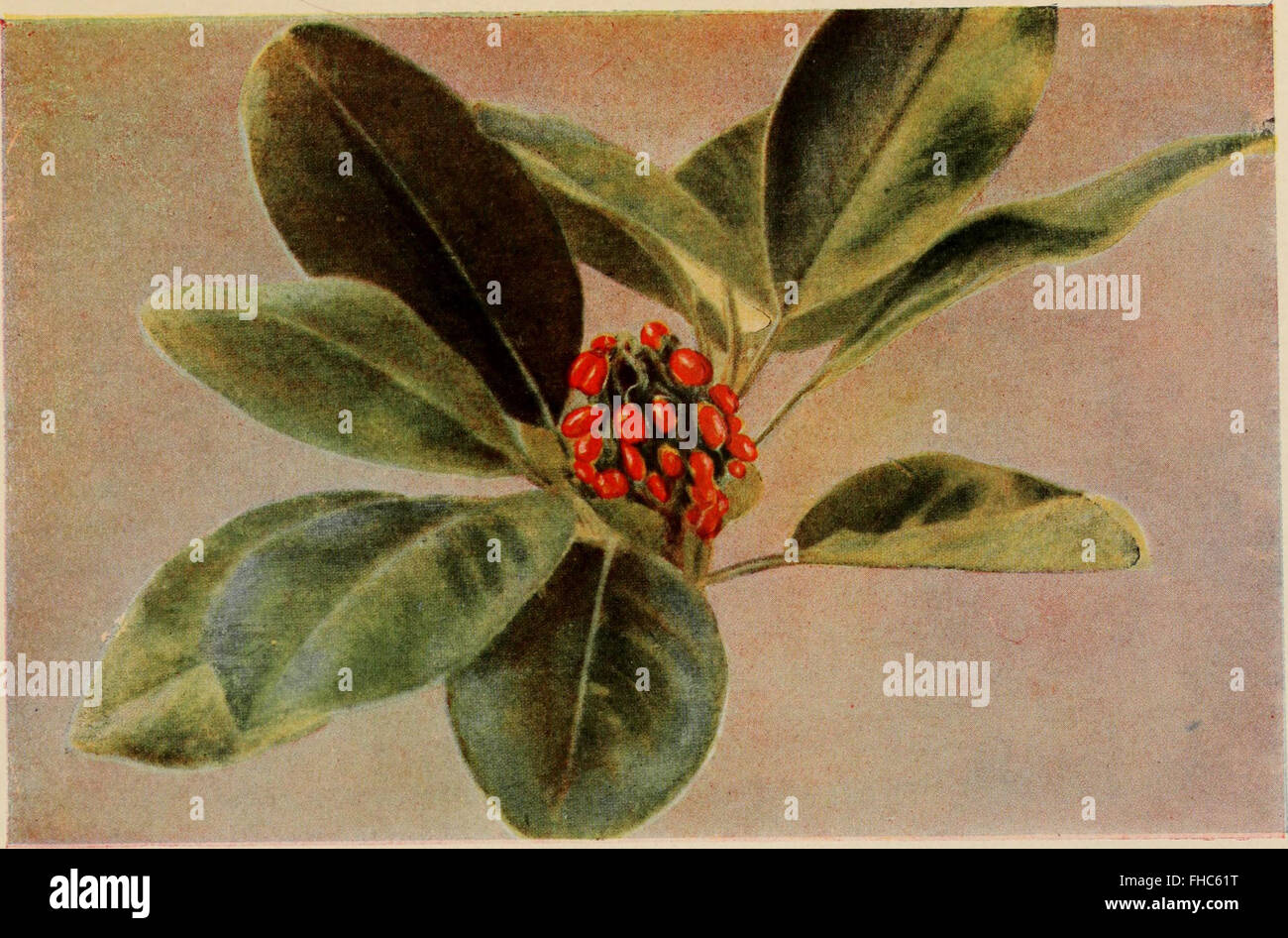 The Tree Book, North American trees, tree identification, botanical ...