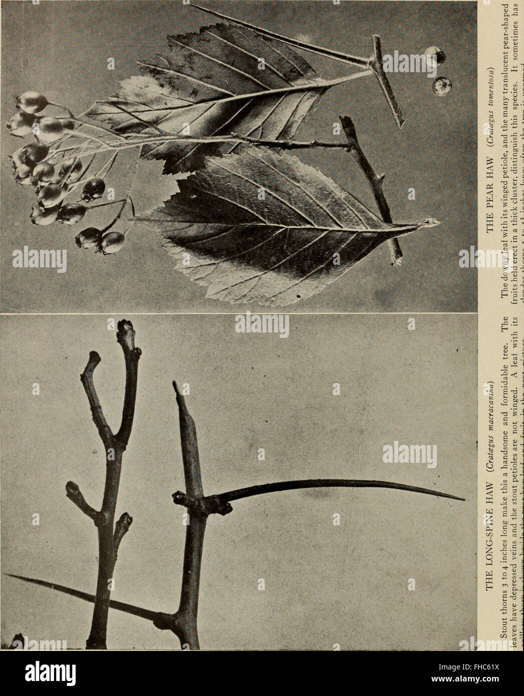 The Tree Book - A Popular Guide to a Knowledge of the Trees of North ...