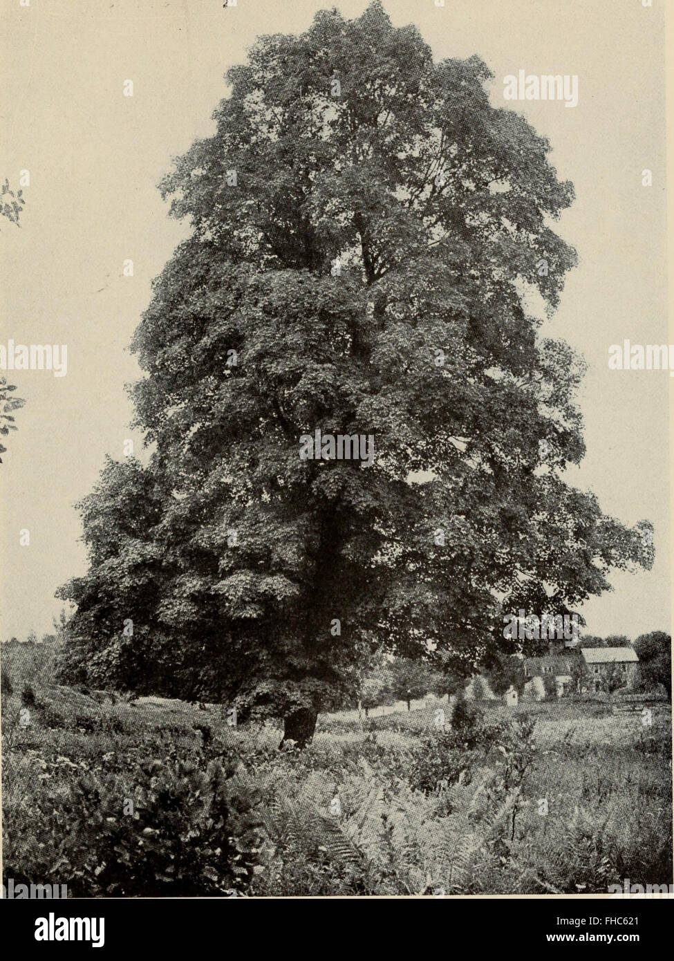 A comprehensive guide to the trees of North America, offering detailed ...
