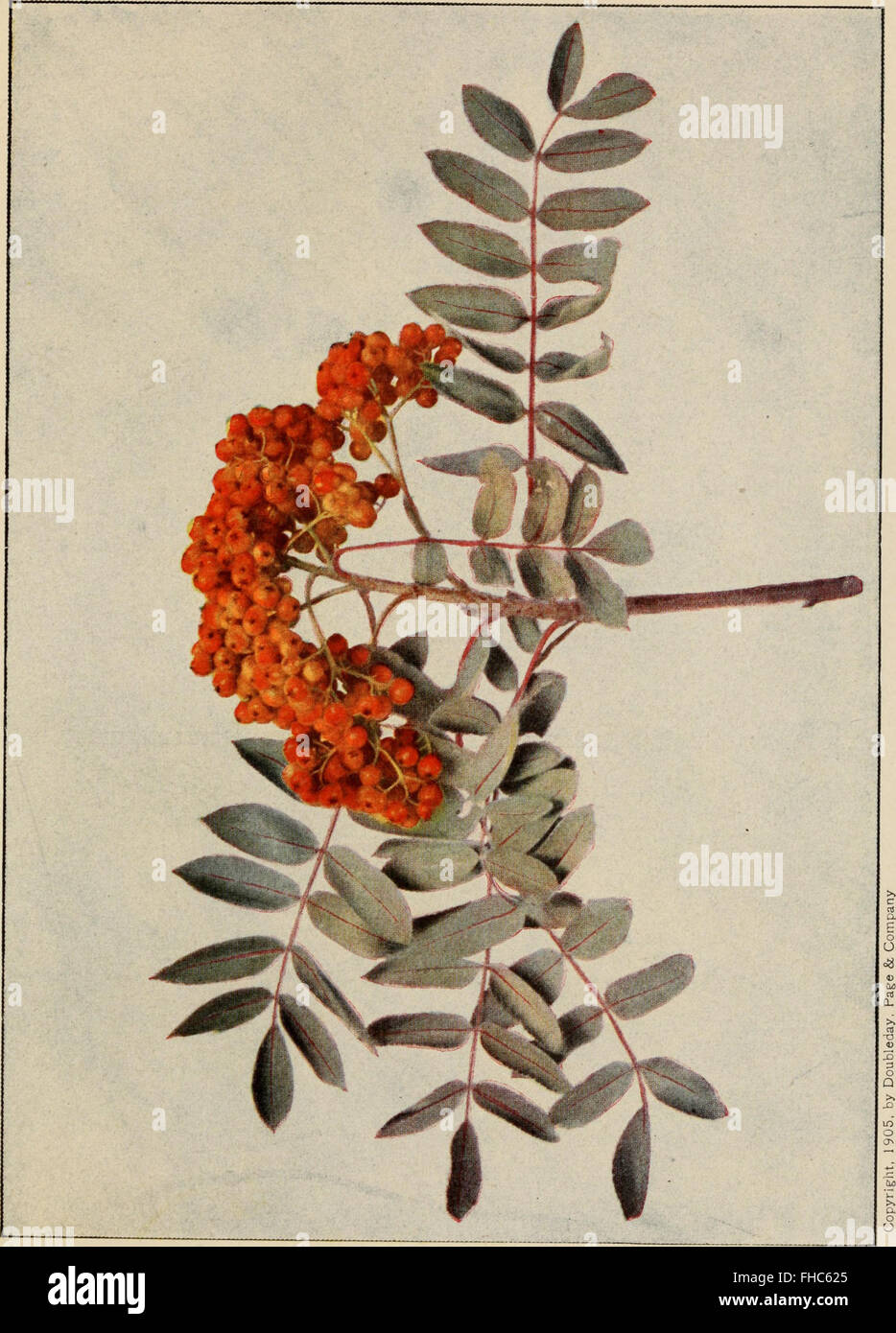 A 1920 guide to the identification, uses, and cultivation of North ...