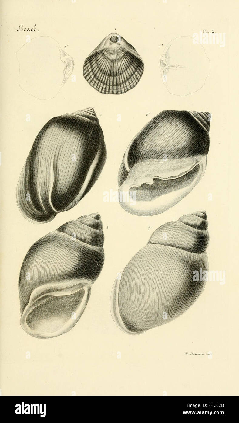 A catalog of mollusk shells, part of a larger collection housed in ...