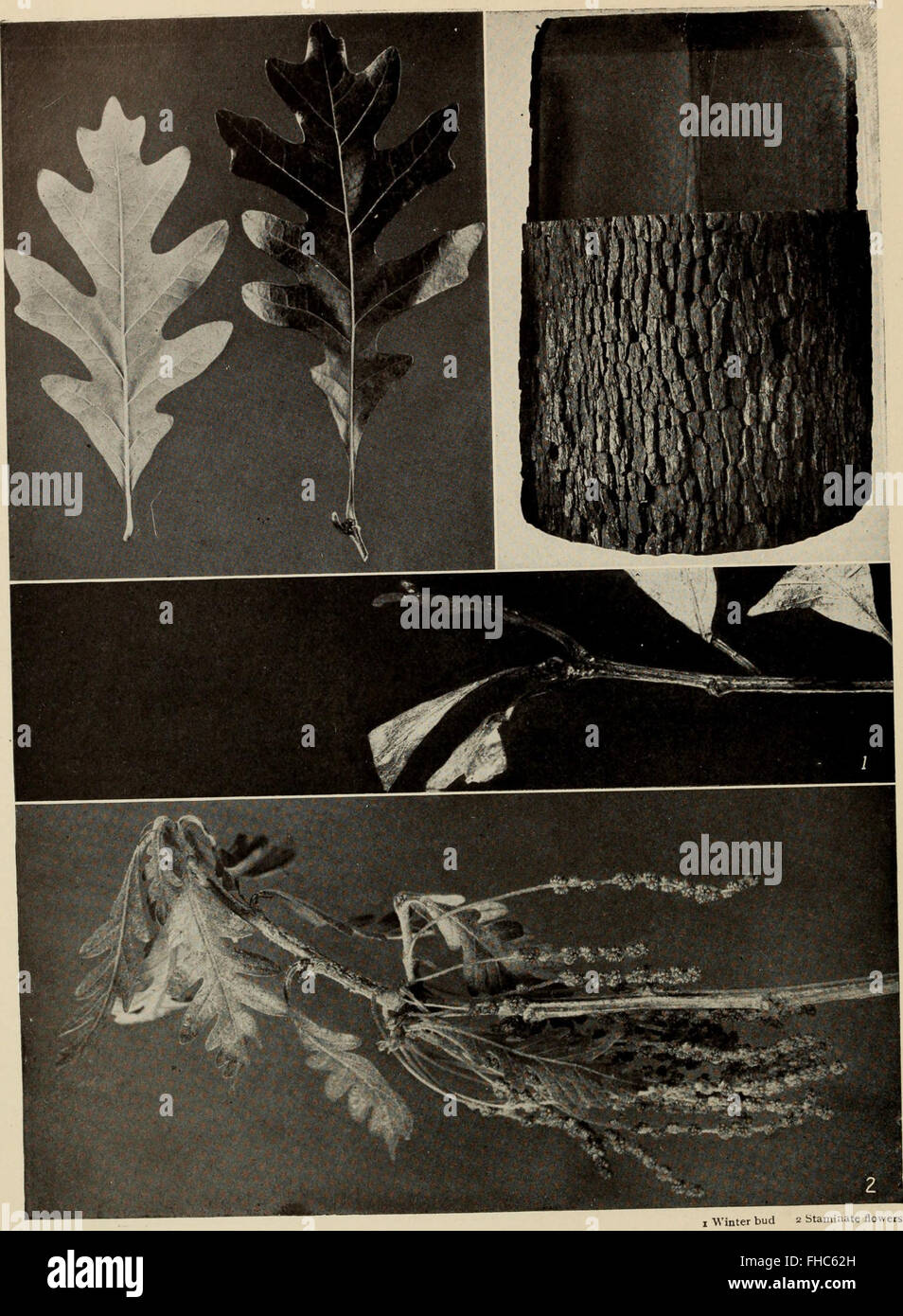 A popular guide to understanding North American trees, their ...