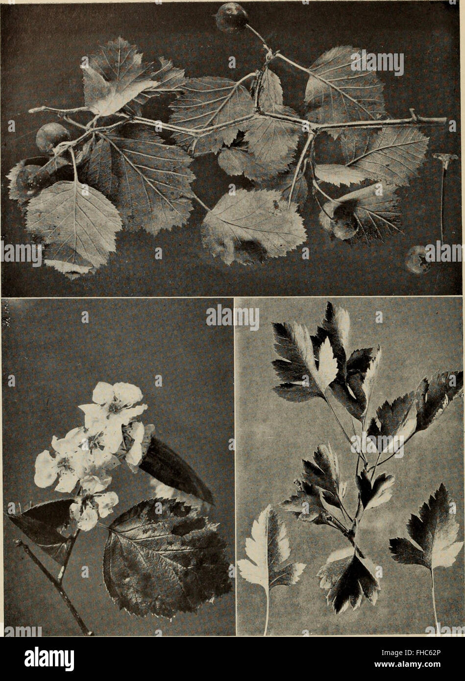 A 1920 guide to the identification, cultivation, and uses of North ...