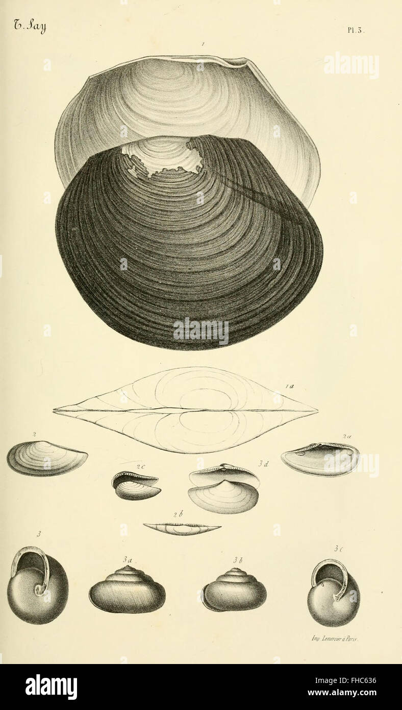 A catalog of conchological collections featuring mollusks and shells ...