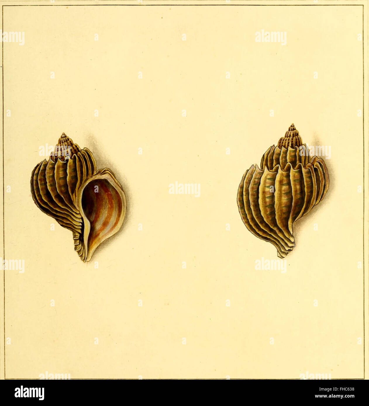 The universal conchologist - exhibiting the figure of every known shell ...
