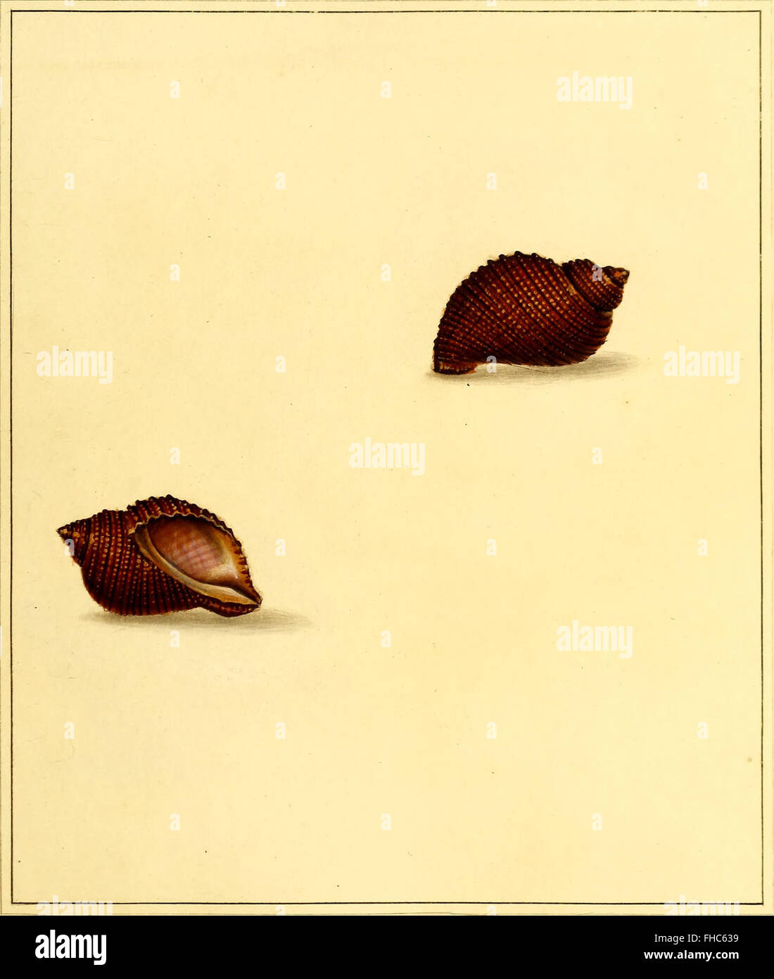 The 1789 work 'The Universal Conchologist,' offering accurate ...