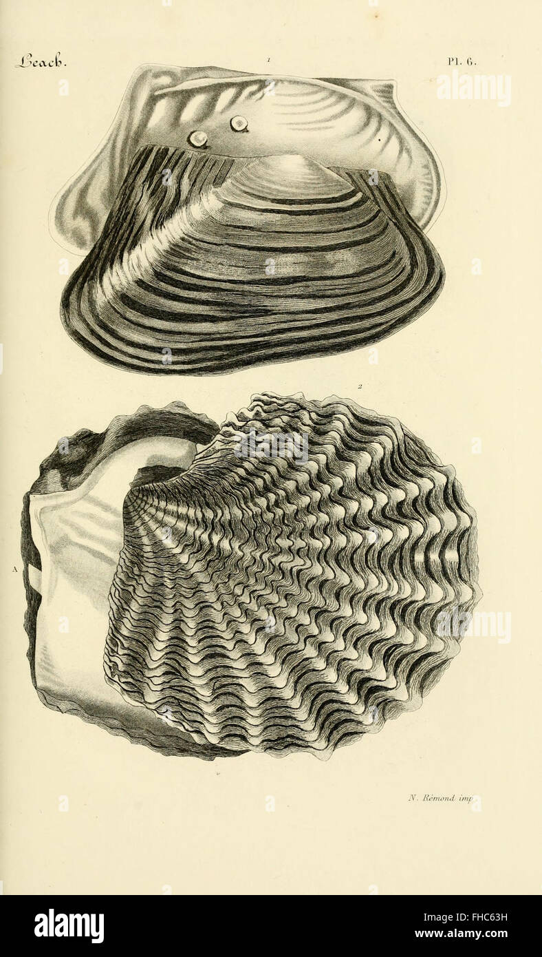 Bibliothèque Conchyliologique, a catalog and collection of mollusks and ...
