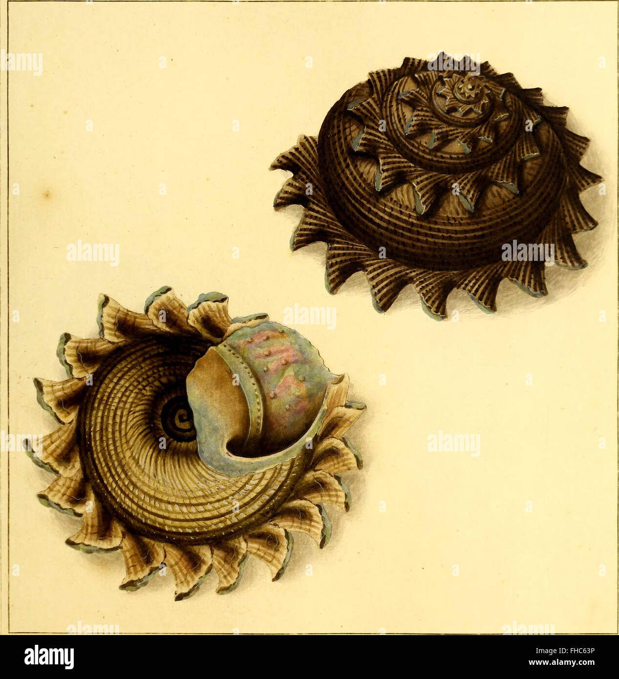 A comprehensive guide to shells, with illustrations of every known ...