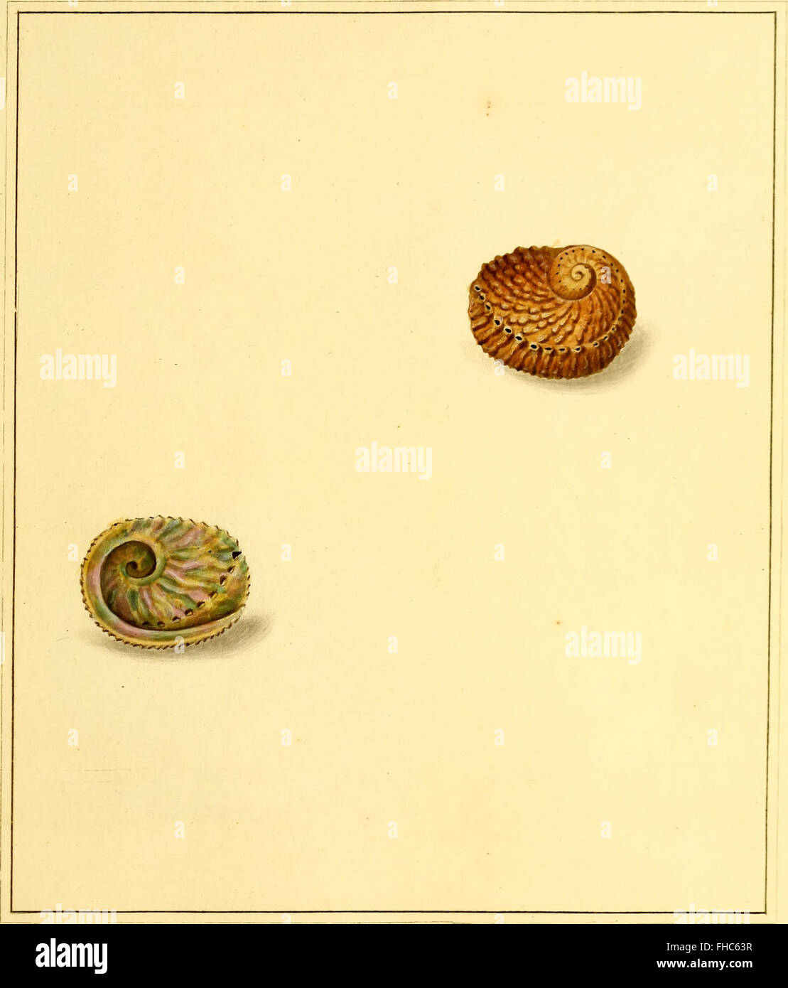 A 1789 publication featuring detailed, accurate drawings of every known ...