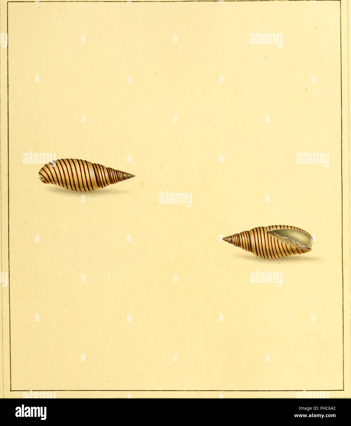 A comprehensive guide to shell identification and illustration ...