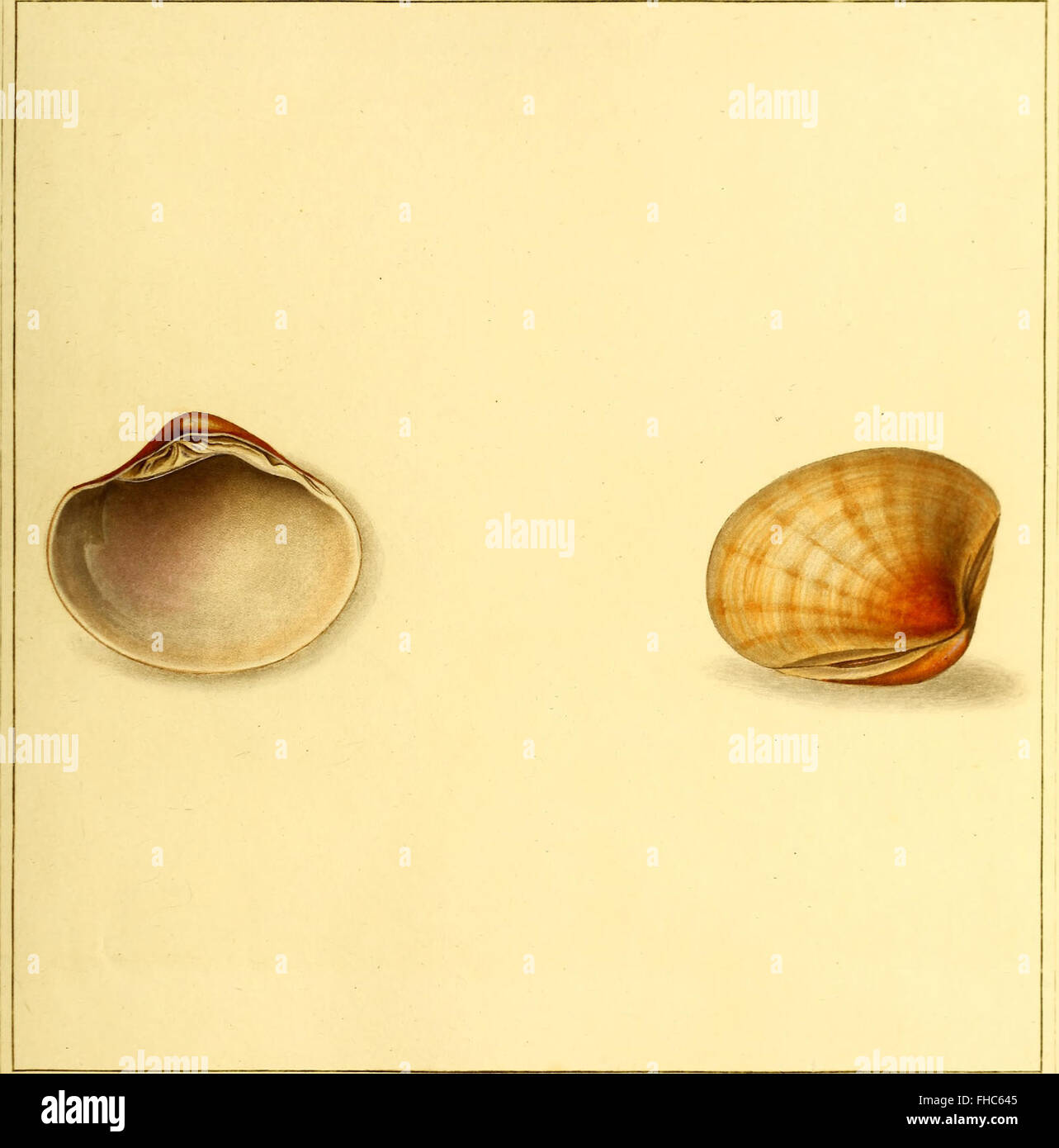 The universal conchologist - exhibiting the figure of every known shell ...
