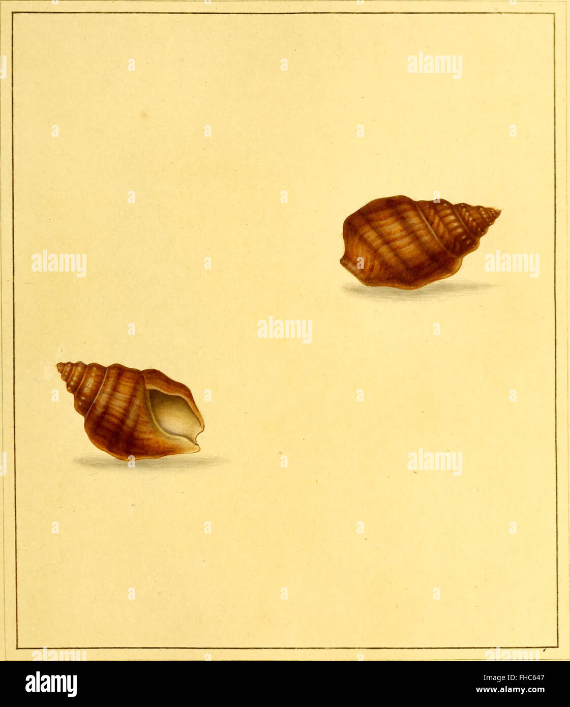 An 1789 work documenting every known shell species, accurately ...
