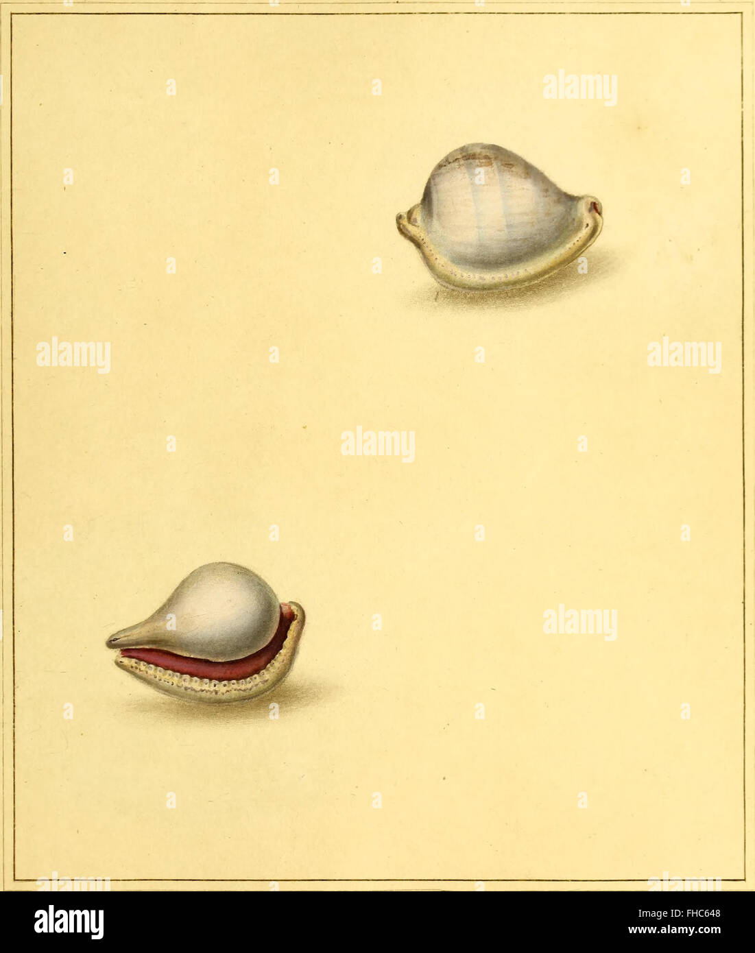 Detailed illustration and descriptions of every known shell species ...