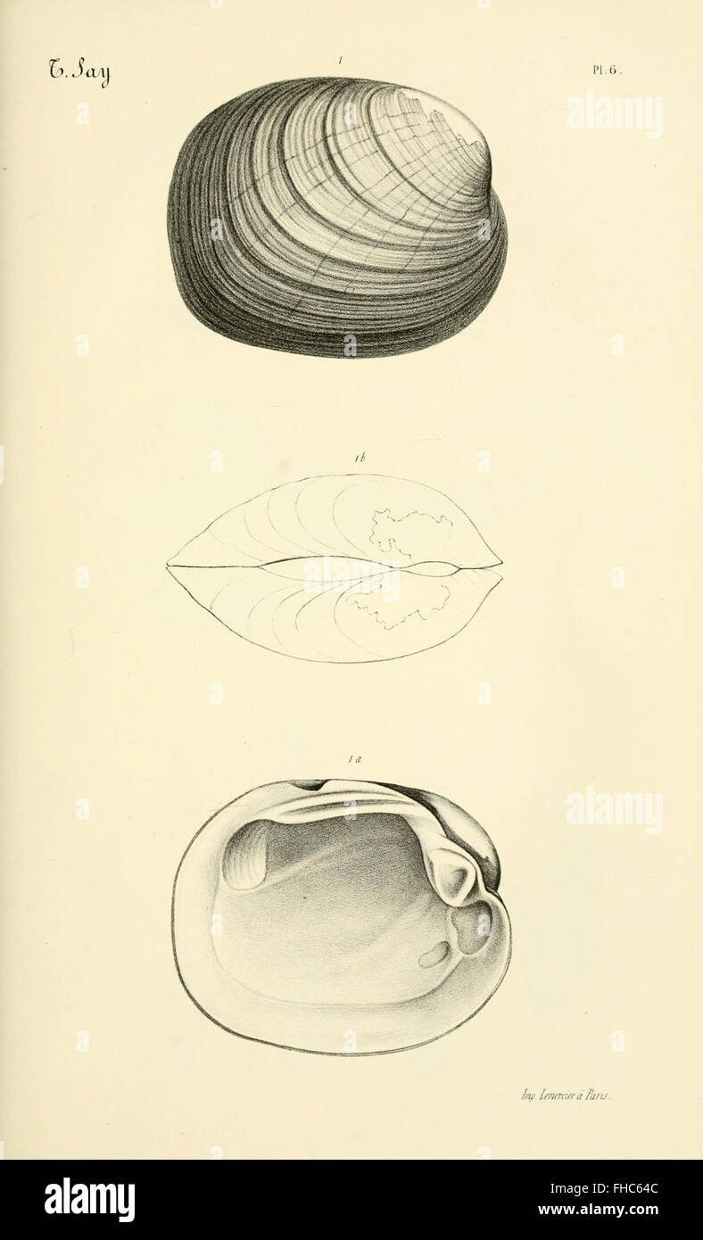 A catalog from the Harvard University collections of mollusks and ...